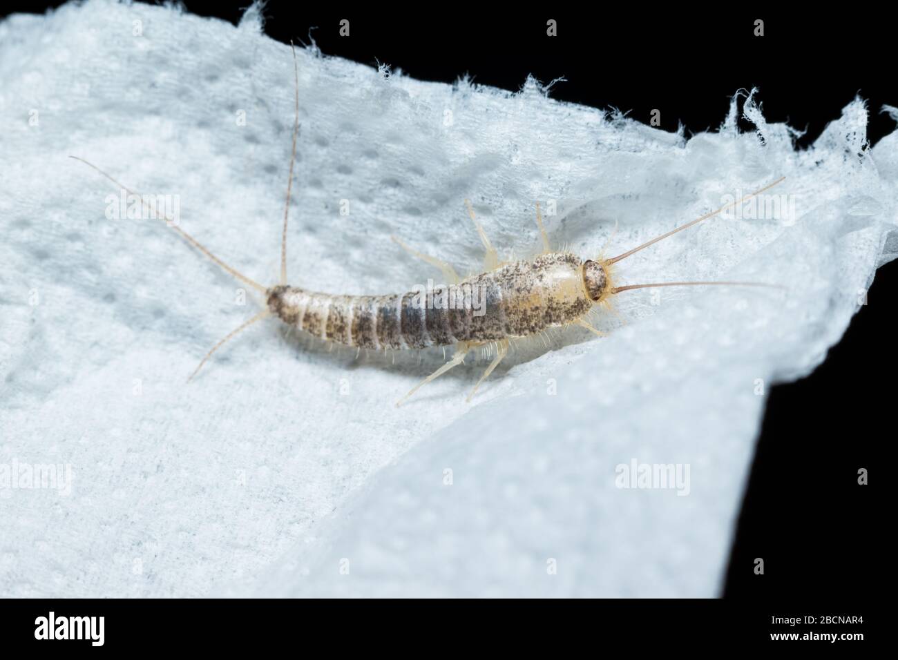 Ctenolepisma longicaudata hi-res stock photography and images - Alamy