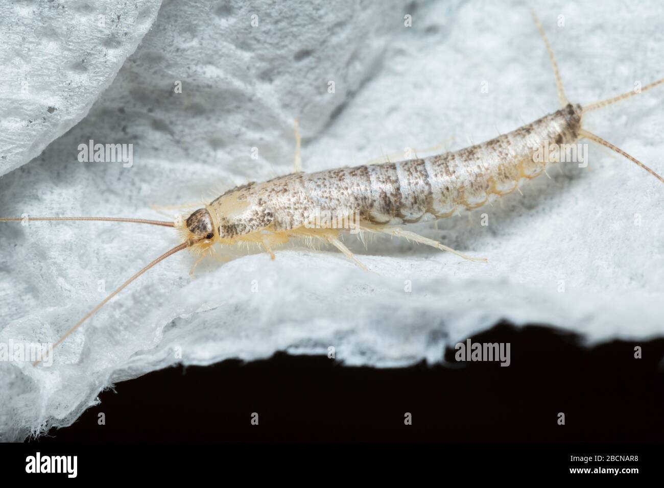 Long-tailed gray silverfish (Ctenolepisma longicaudata Stock Photo - Alamy