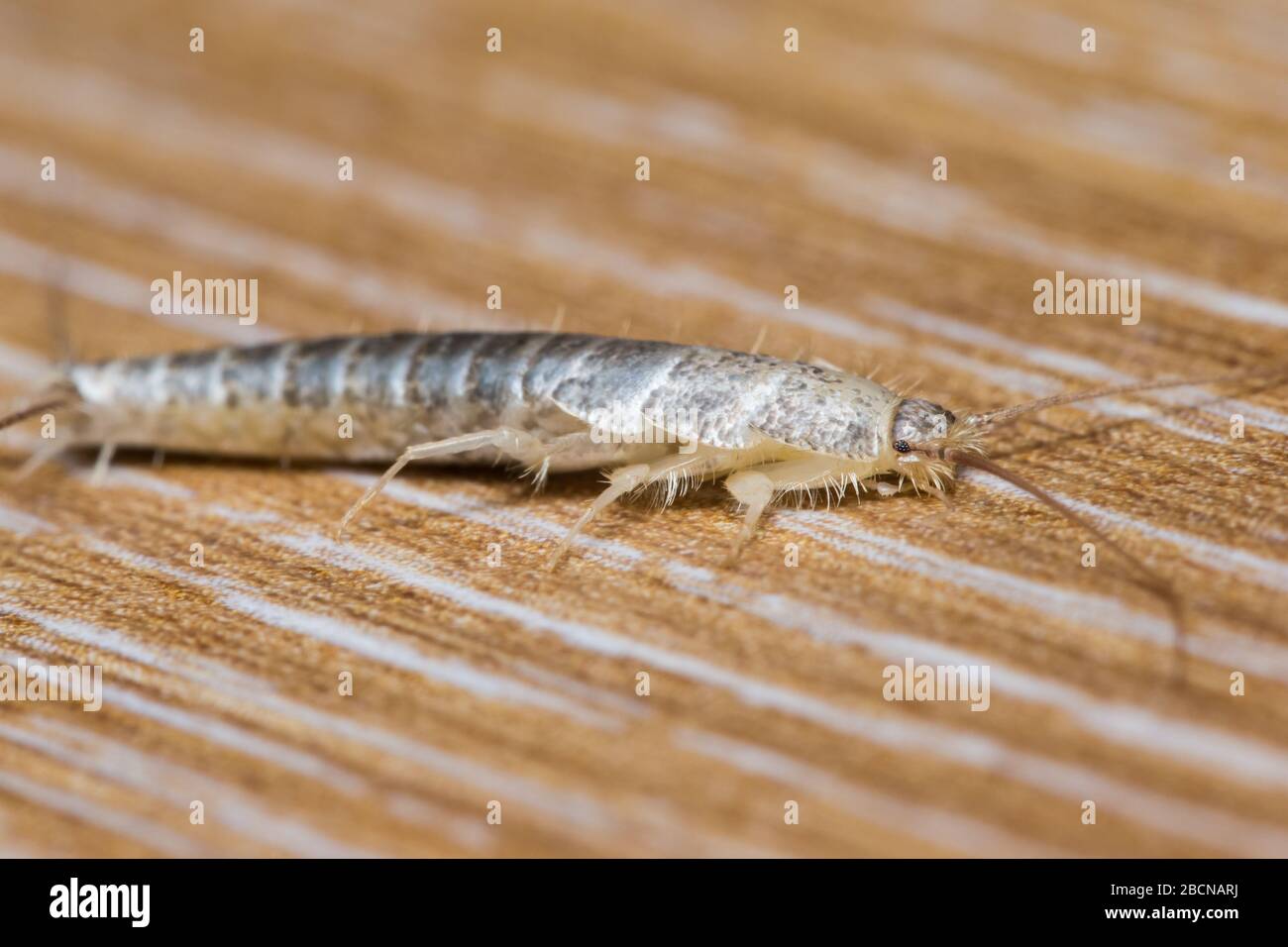 Long-tailed gray silverfish (Ctenolepisma longicaudata Stock Photo - Alamy