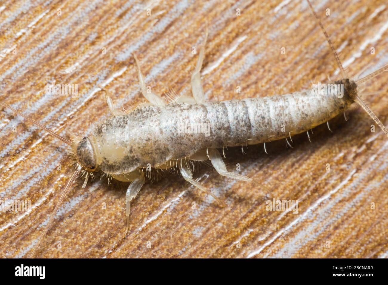 Ctenolepisma longicaudata hi-res stock photography and images - Alamy