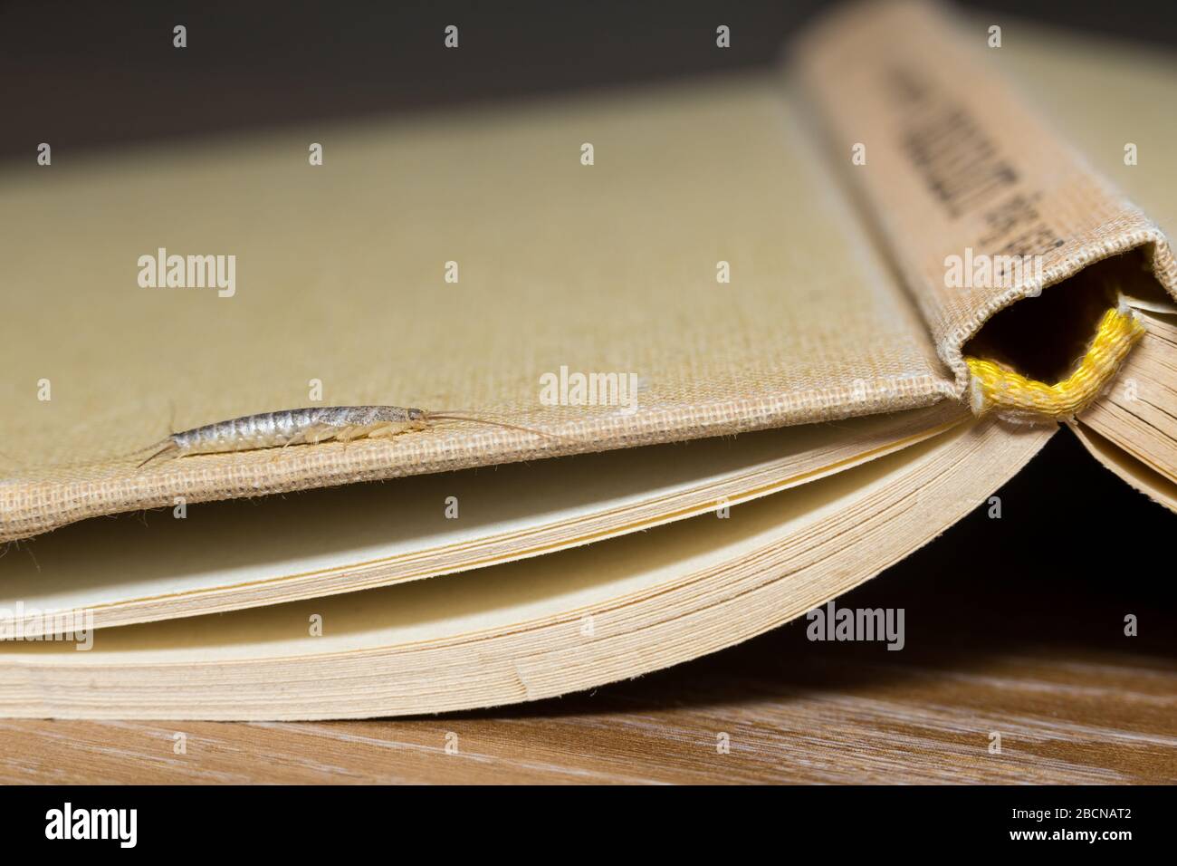 Long-tailed gray silverfish (Ctenolepisma longicaudata Stock Photo - Alamy