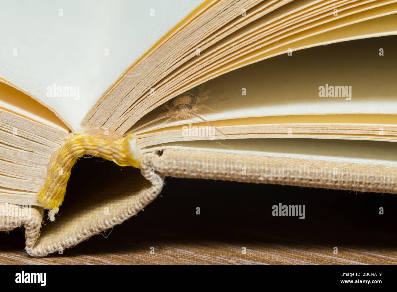 Long-tailed gray silverfish (Ctenolepisma longicaudata Stock Photo - Alamy