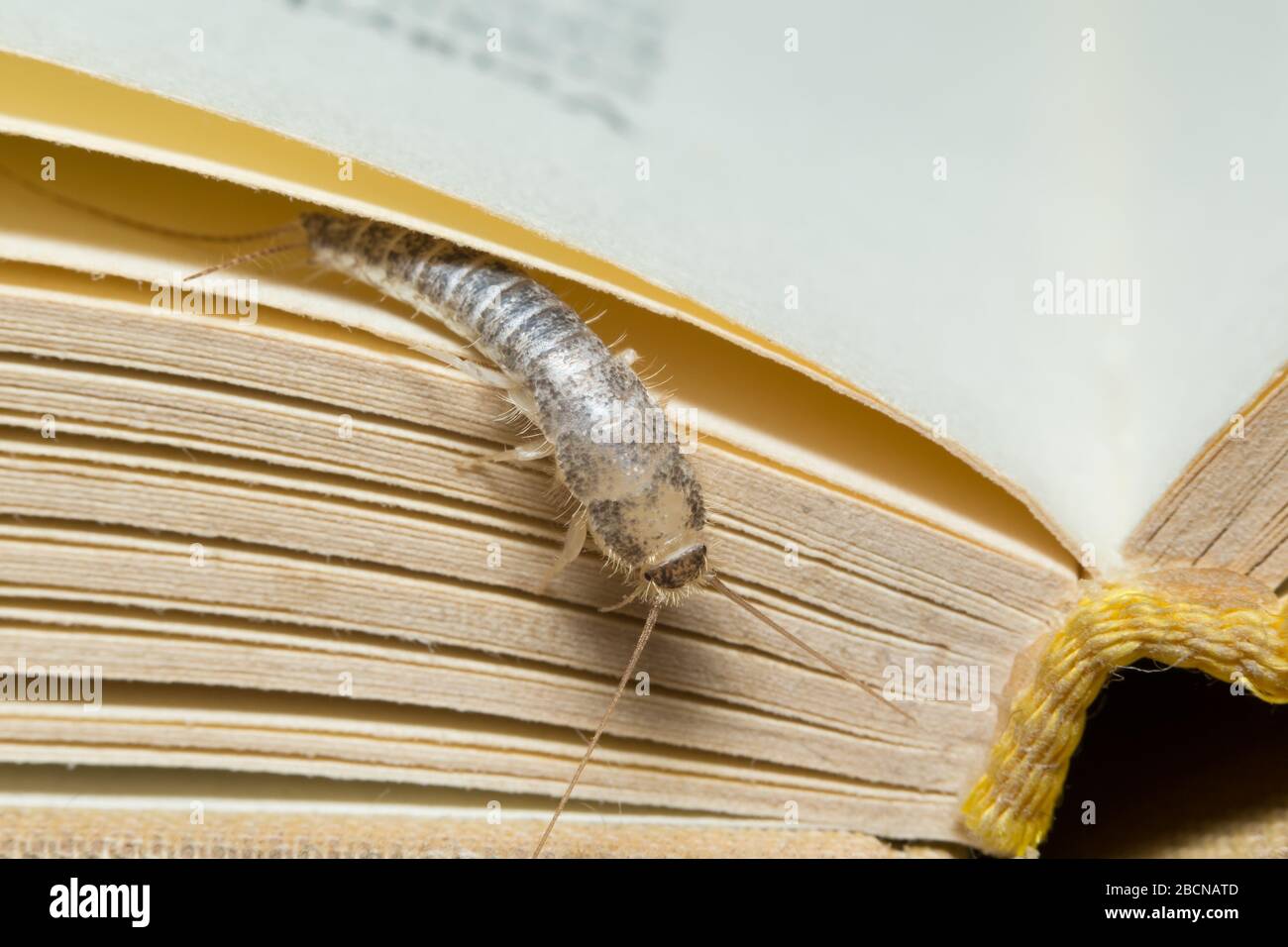 Silverfish hi-res stock photography and images - Alamy