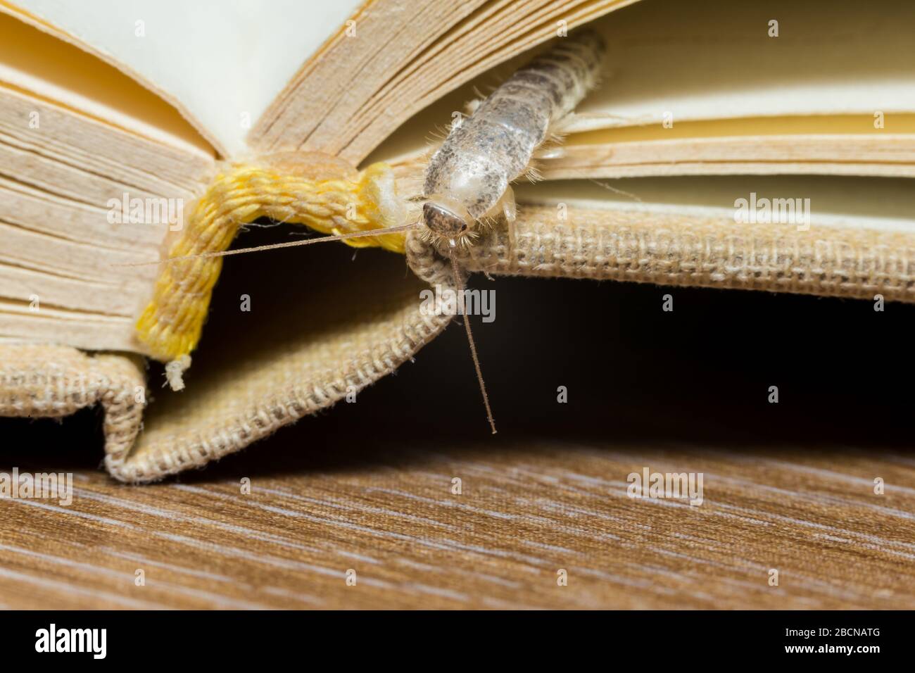 Long-tailed gray silverfish (Ctenolepisma longicaudata Stock Photo - Alamy