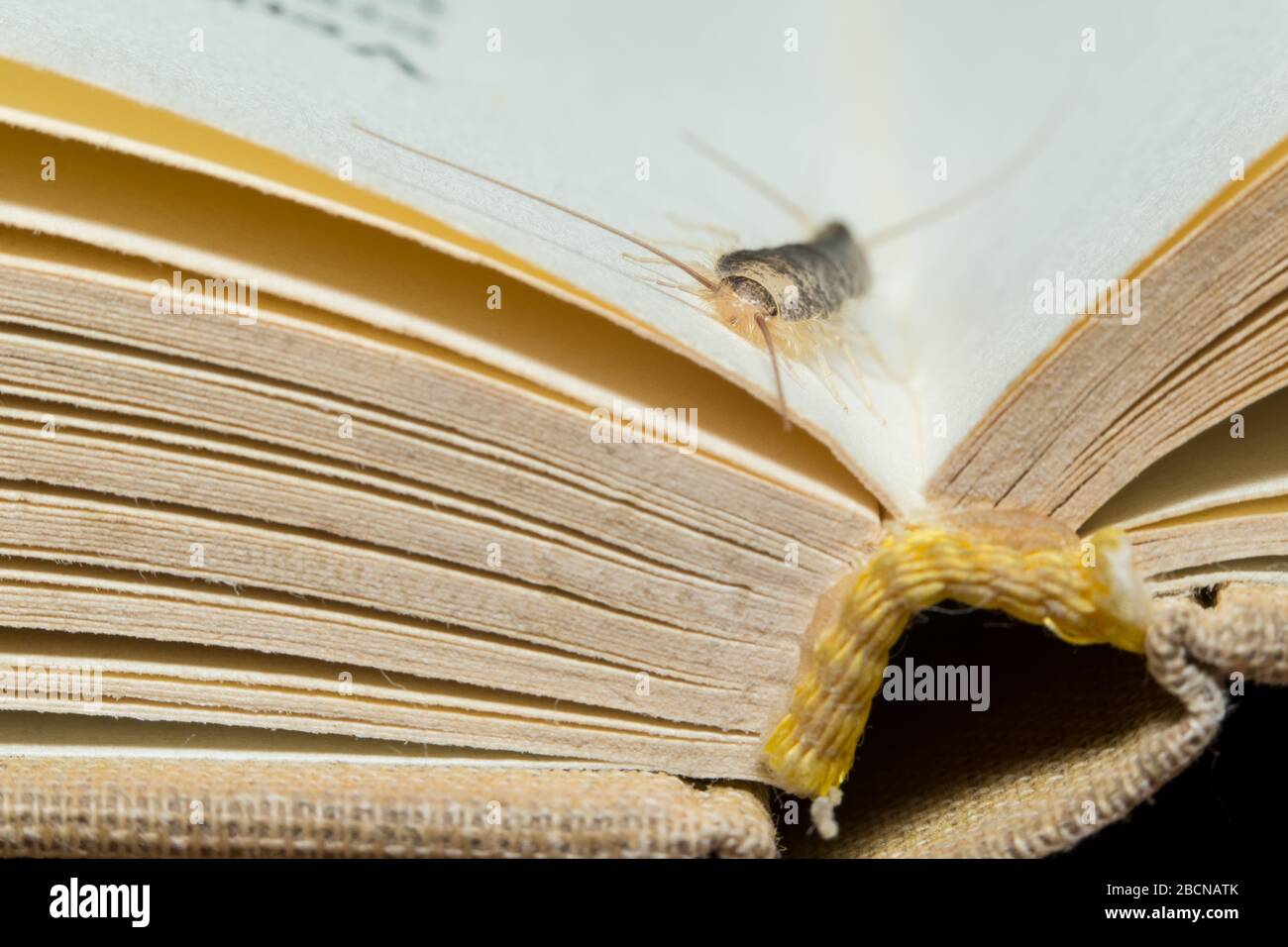 Ctenolepisma longicaudata hi-res stock photography and images - Alamy