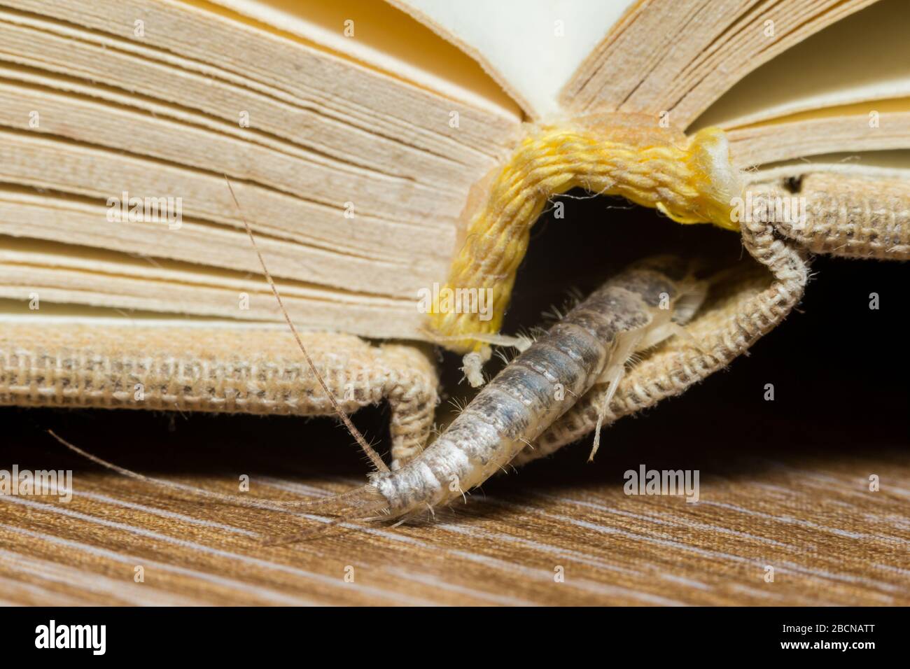 Long-tailed gray silverfish (Ctenolepisma longicaudata Stock Photo - Alamy