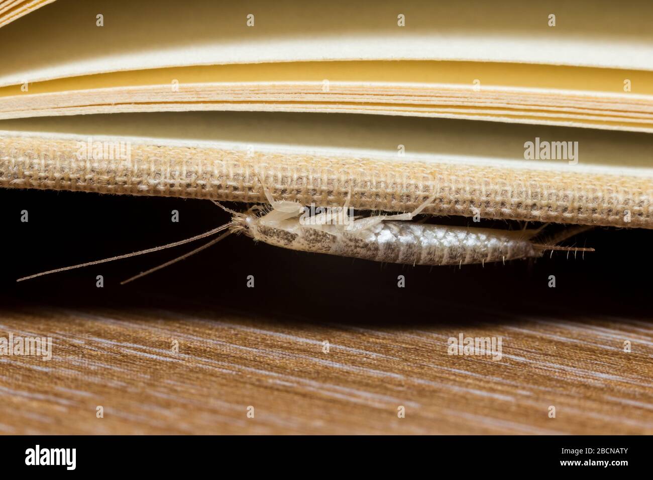 Long-tailed gray silverfish (Ctenolepisma longicaudata Stock Photo - Alamy