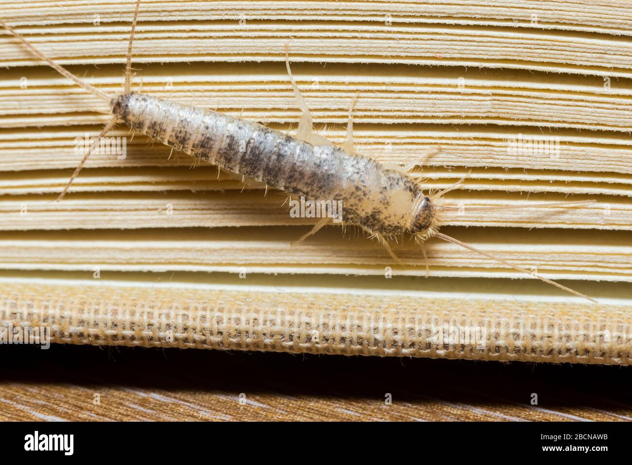 Long-tailed gray silverfish (Ctenolepisma longicaudata Stock Photo - Alamy