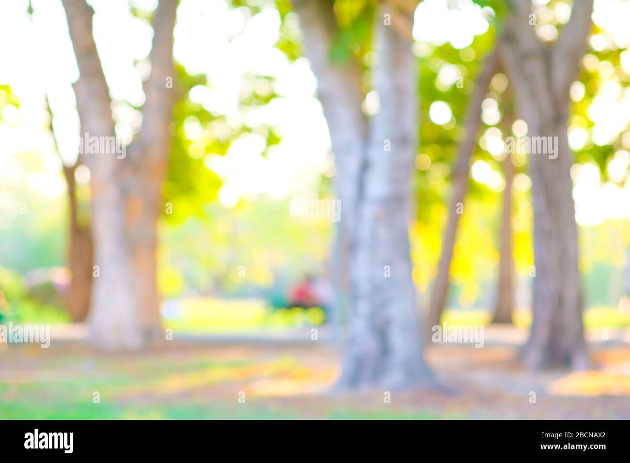 Abstract blurred green tree park sunset light nature background Stock Photo - Alamy
