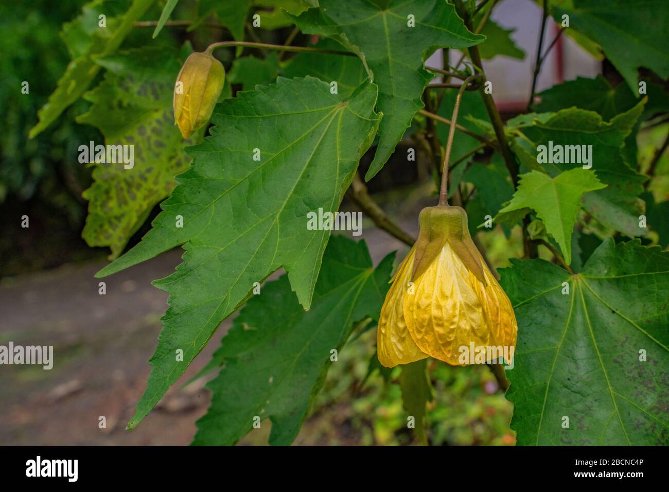 Darjeeling is a town in India's West Bengal state, in the Himalayan ...