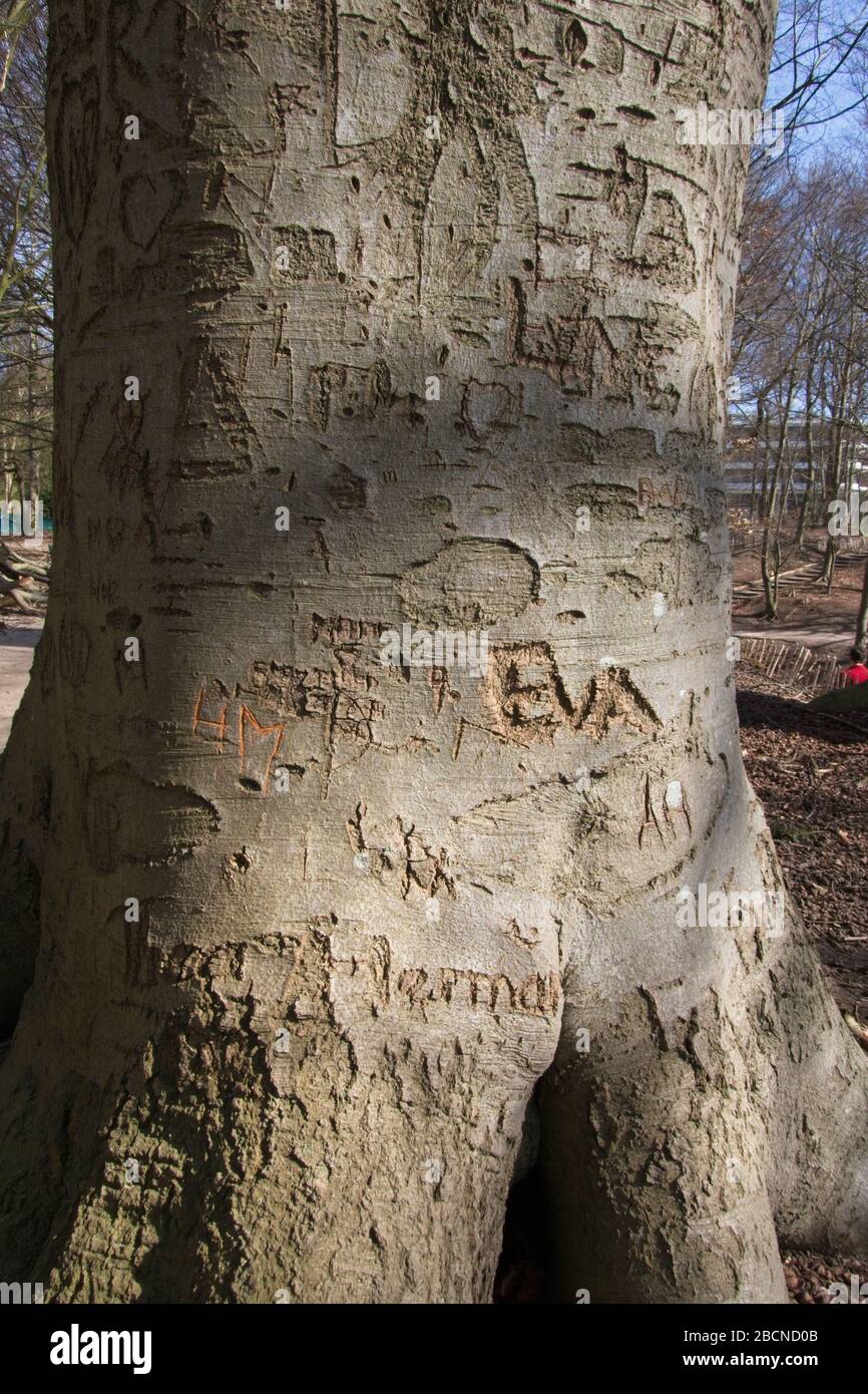 Tree with carved names and hearts Stock Photo - Alamy