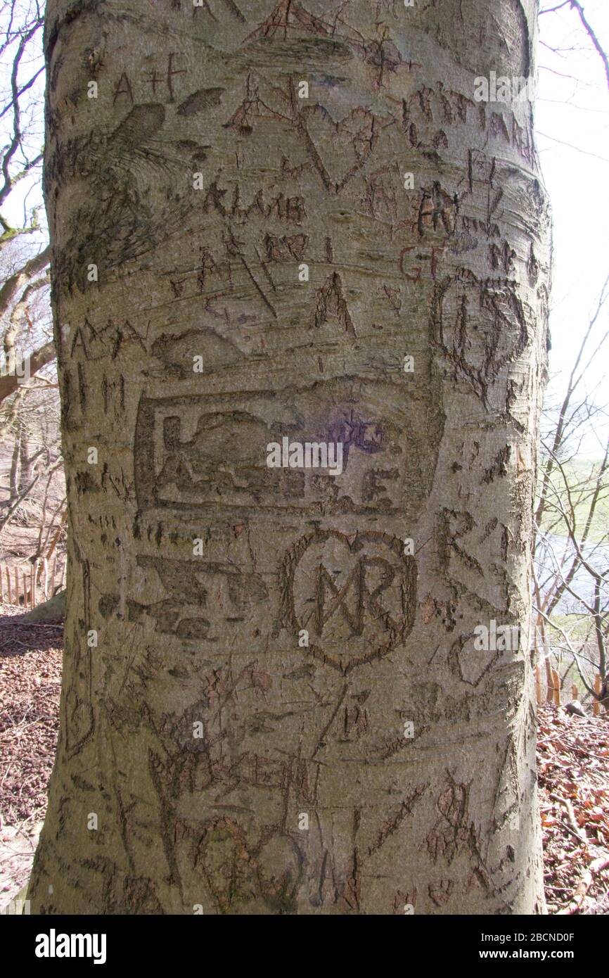 Tree with carved names and hearts Stock Photo - Alamy