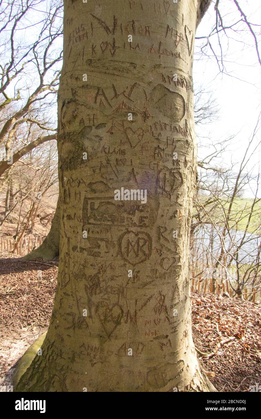 Tree with carved names and hearts Stock Photo - Alamy
