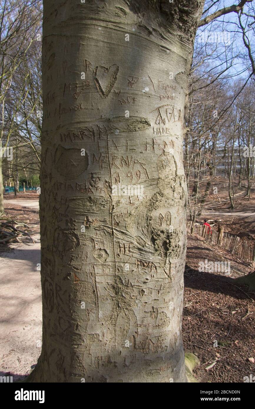 Tree with carved names and hearts Stock Photo - Alamy