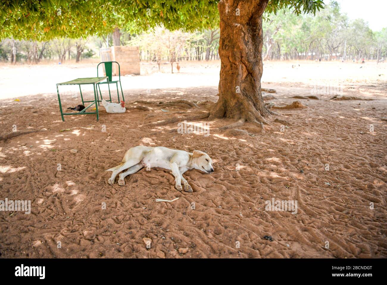 Africa, Burkina Faso, Pô region, Tiebele. A dog is lying on the sand ...