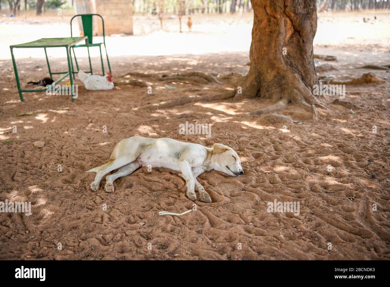 Africa, Burkina Faso, Pô region, Tiebele. A dog is lying on the sand ...