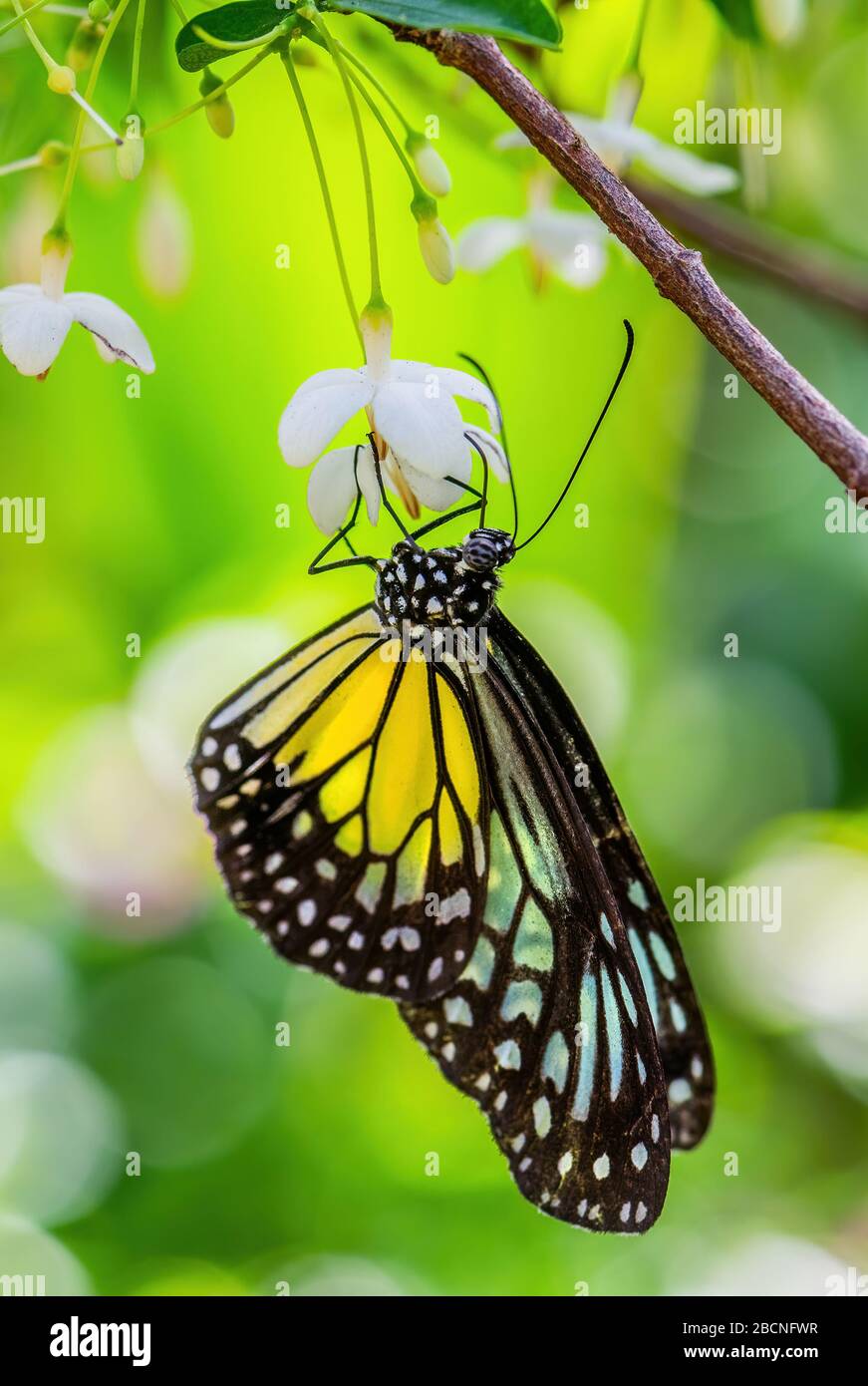 Parantica aspasia hi-res stock photography and images - Alamy