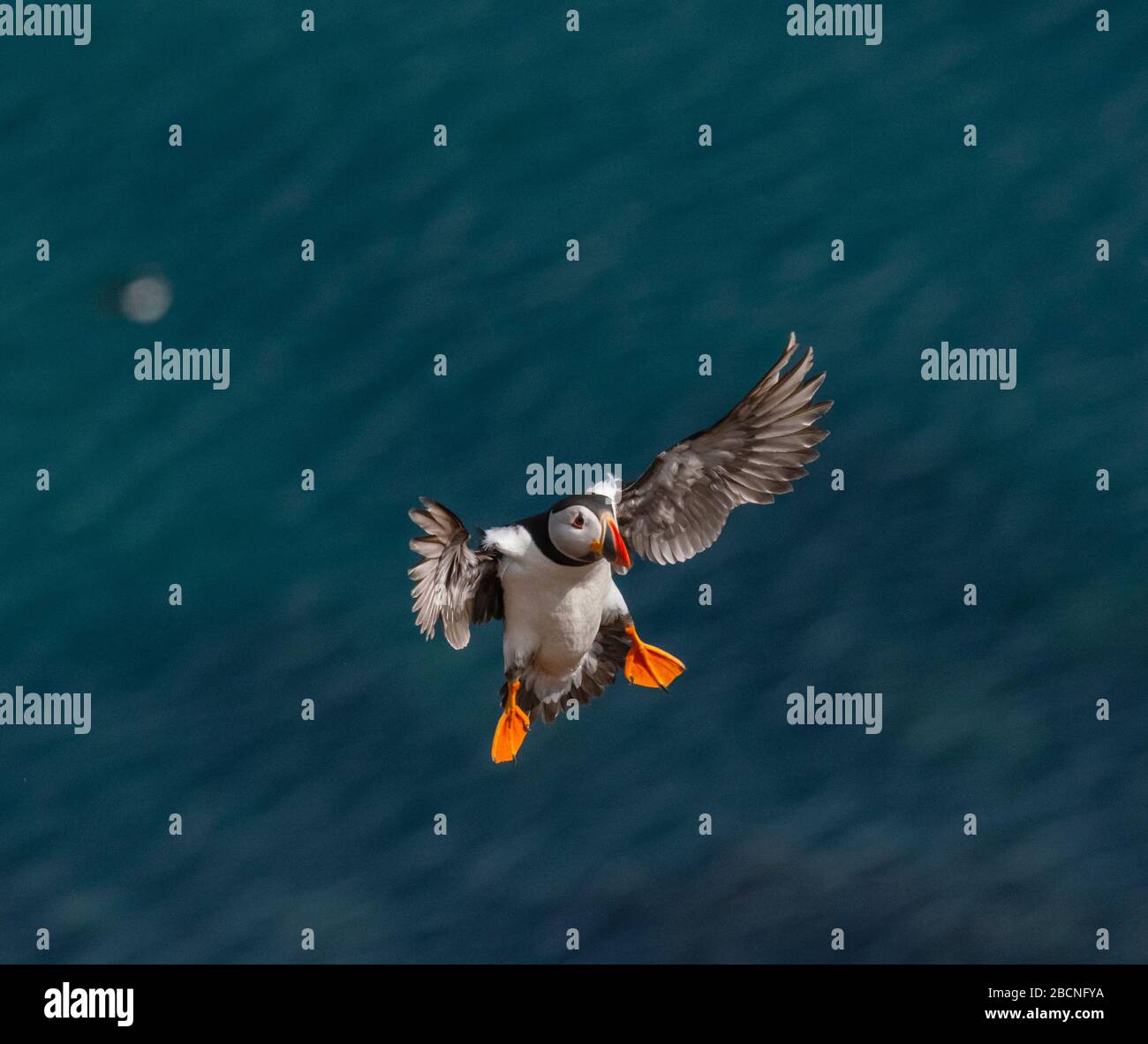 A puffin. in flight getting ready to land Stock Photo - Alamy