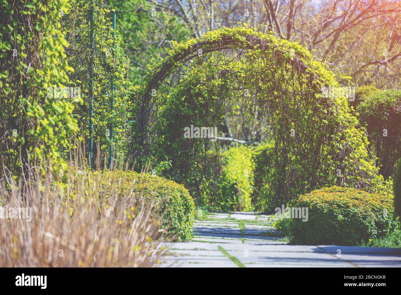 Landscape design in the garden in spring. Green arch from plants Stock ...
