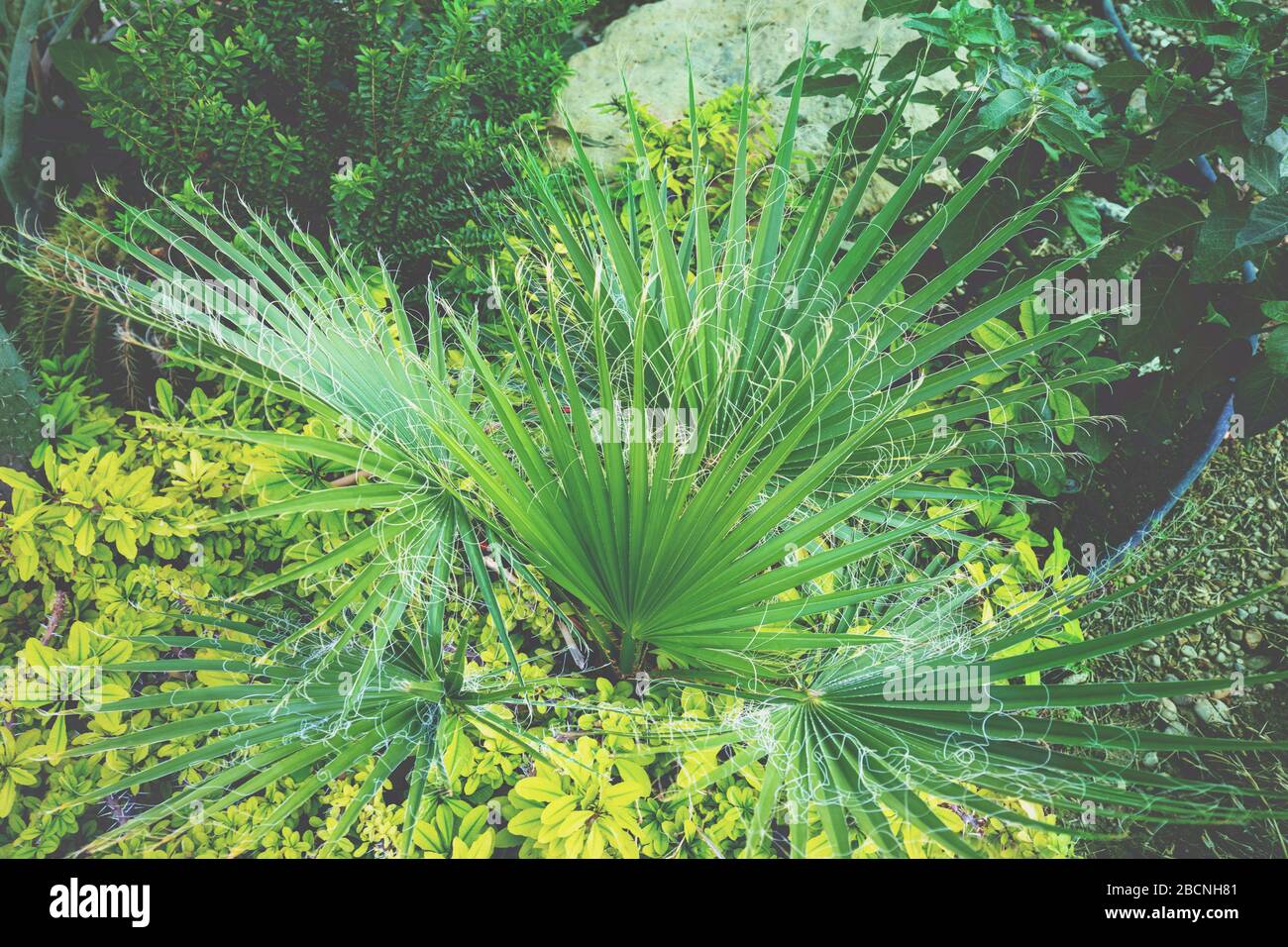 Green exotic plants. Tropical nature background Stock Photo - Alamy
