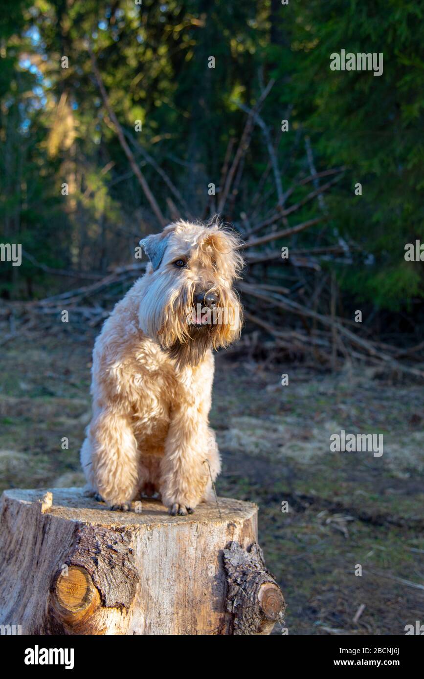 The dog is sitting on a large stump in the woods, illuminated by the ...