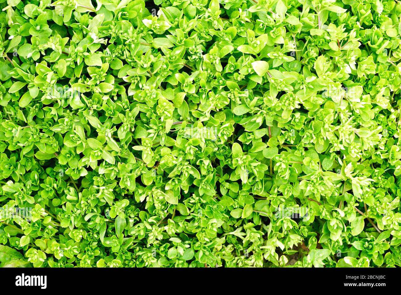 weed - plants Stock Photo - Alamy