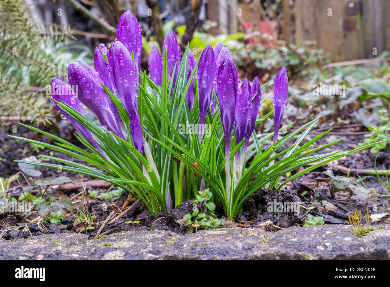 Group of lila crocus covered with water droplets in an urban garden ...