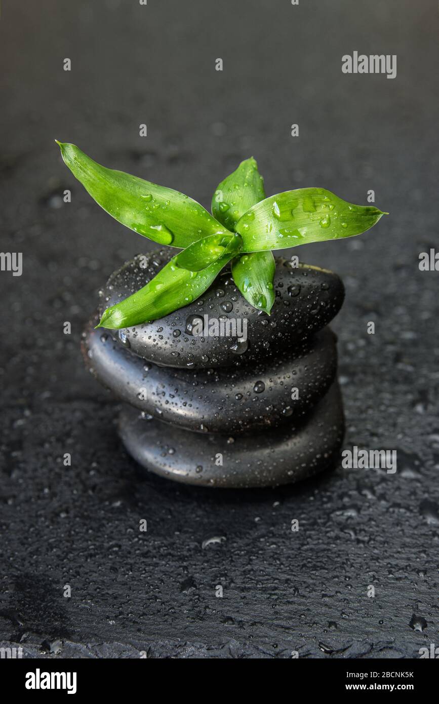 Spa concept with green lucky-bamboo sprout on a pile of black basalt ...