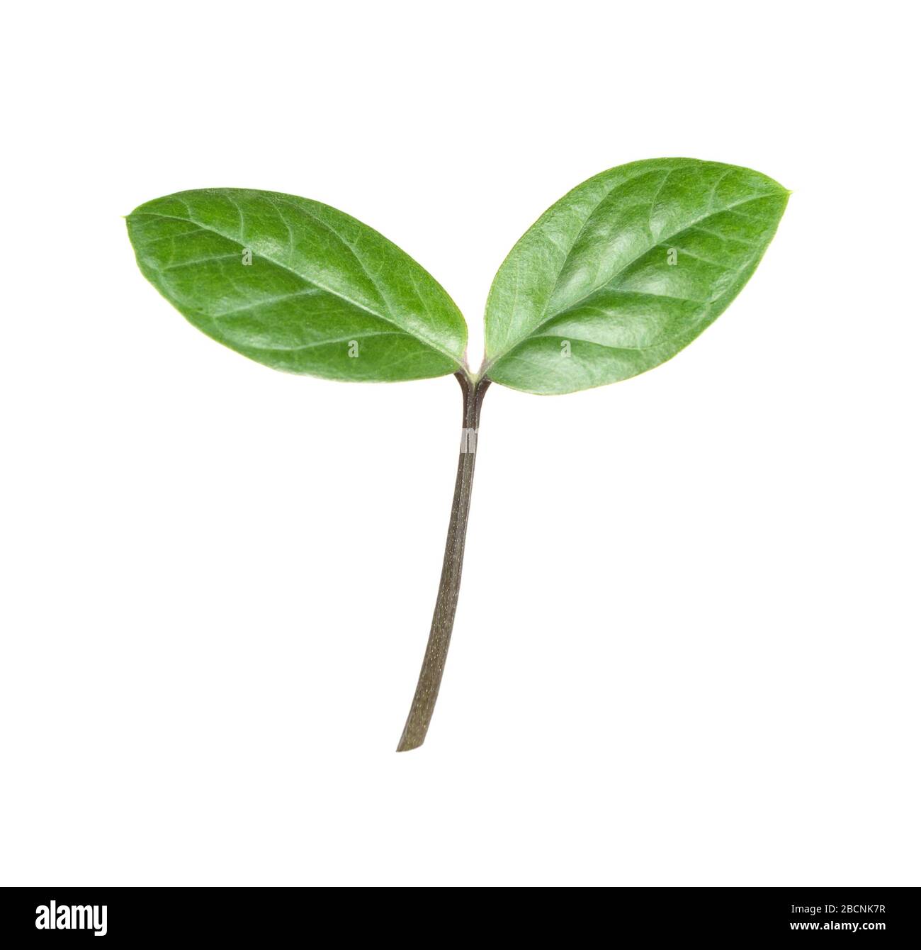 Young sprout with two green leaves isolated on a white background Stock ...