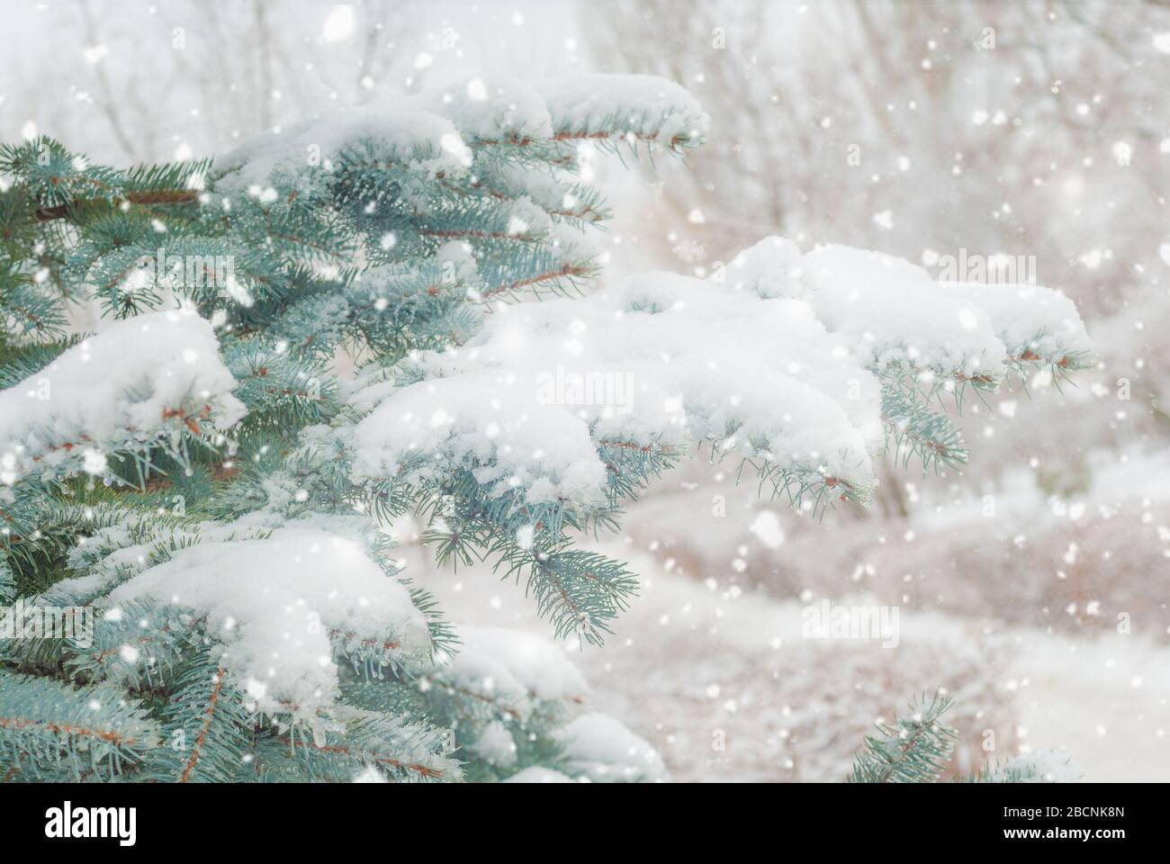 Branches of blue spruce, abundantly covered with snow during a snowfall ...