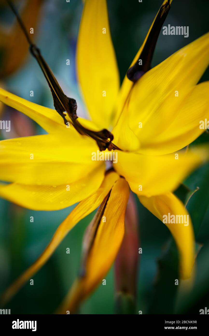 Exotic Strelitzia Reginae flower in botanical garden.Evergreen Crane ...