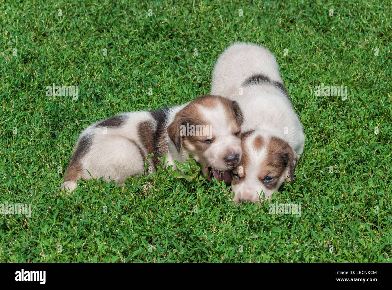 Pinto hound hi-res stock photography and images - Alamy