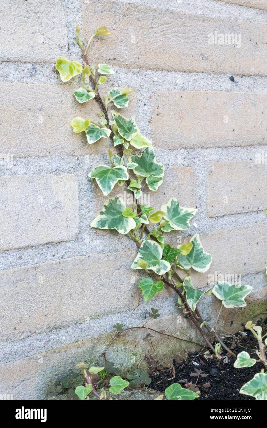 Common Ivy (Hedera helix) growing against a brick wall in an urban ...