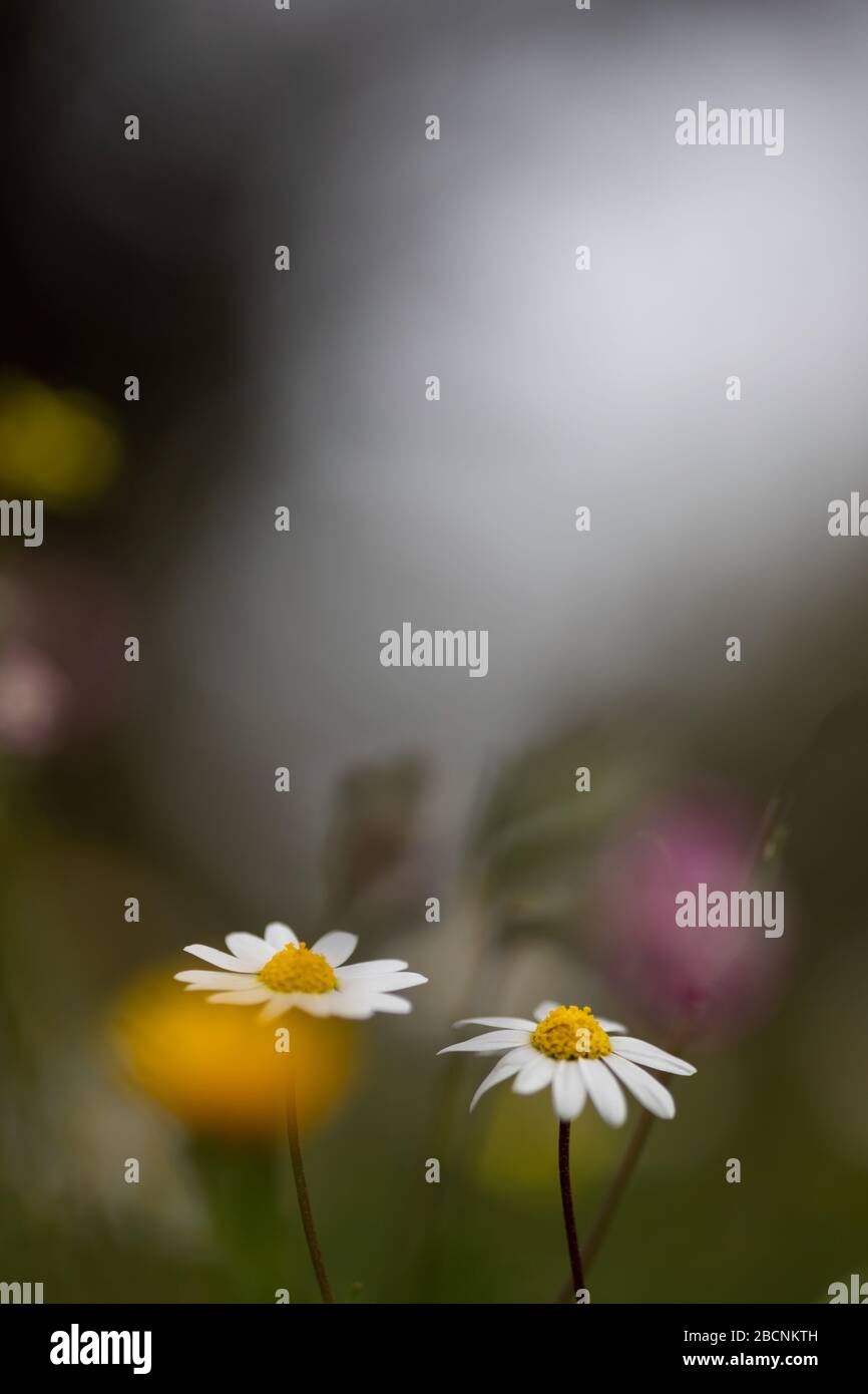daisy flowers with magic natural background Stock Photo - Alamy