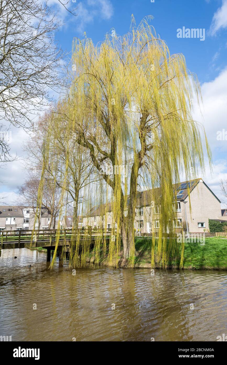 Weeping Willow in early spring, small leaves are about to sprout. Tree ...