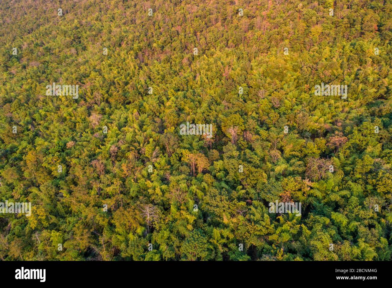 Mountain deep green tree forest nature landscape aerial view sunset ...
