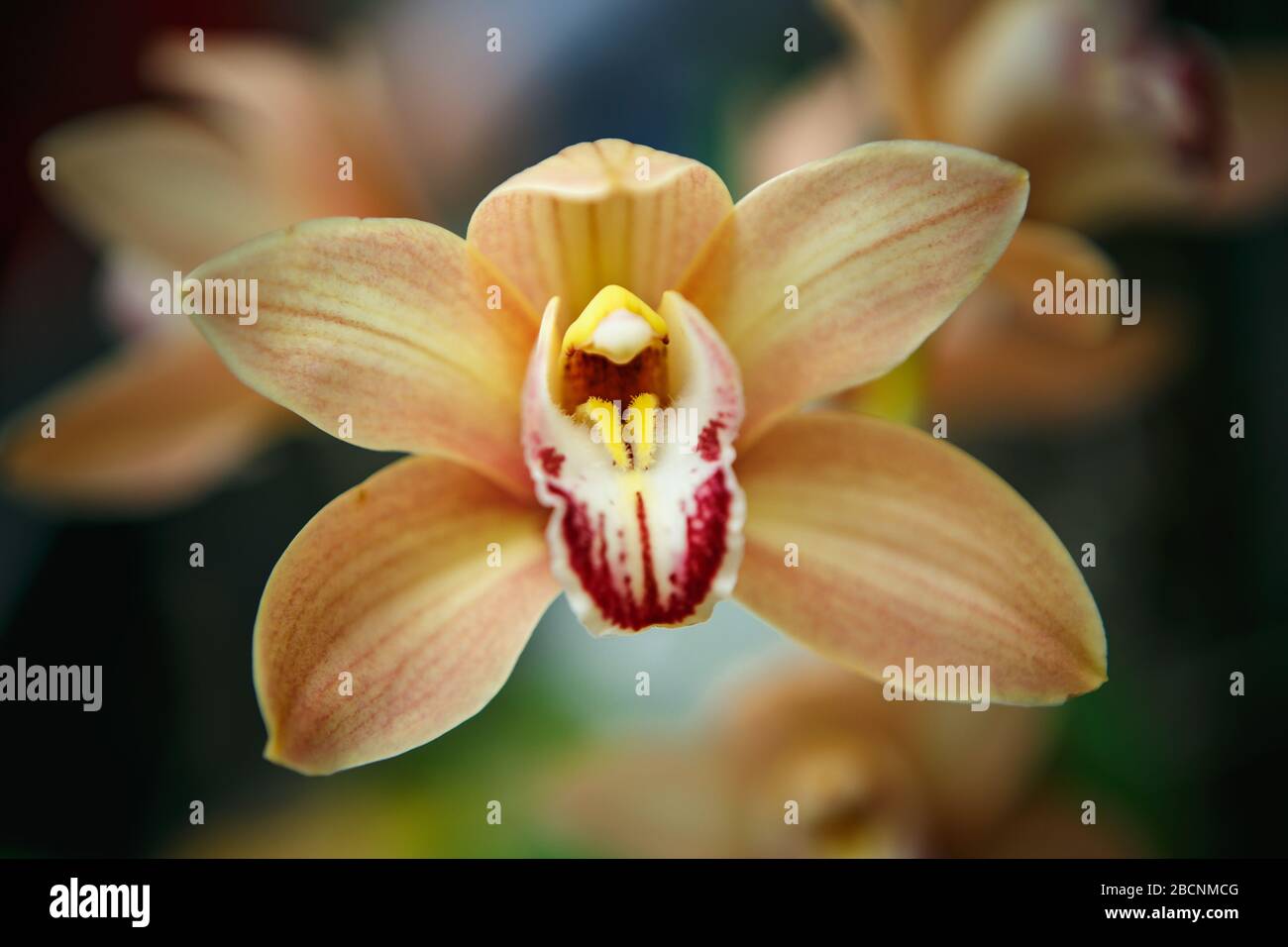 Exotic orange Orchidea flowers in botanical garden.Beautiful ...