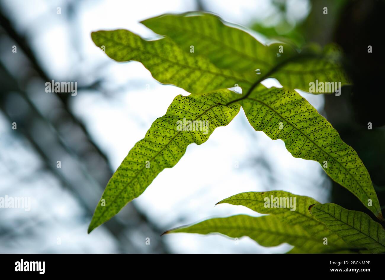 Exotic green plants grow in botanical garden.Beautiful leaves shot in ...