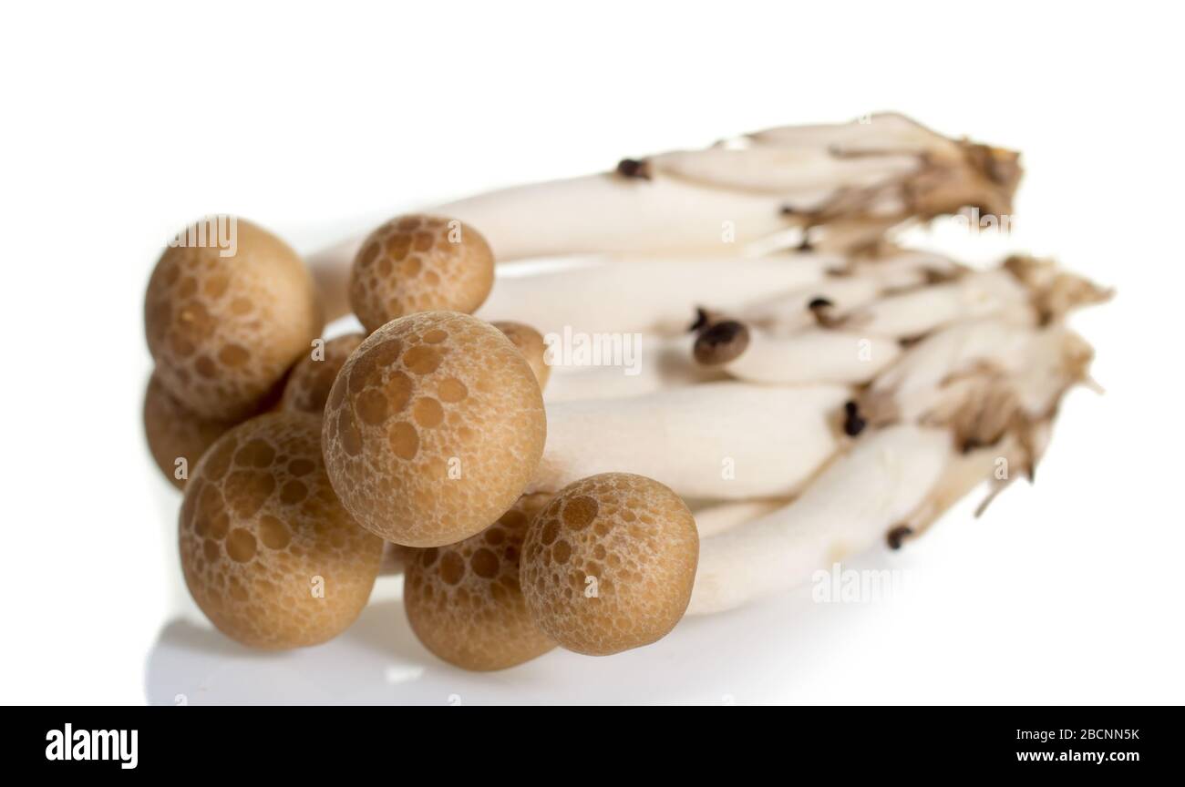 Musroom isolated on white background Stock Photo - Alamy