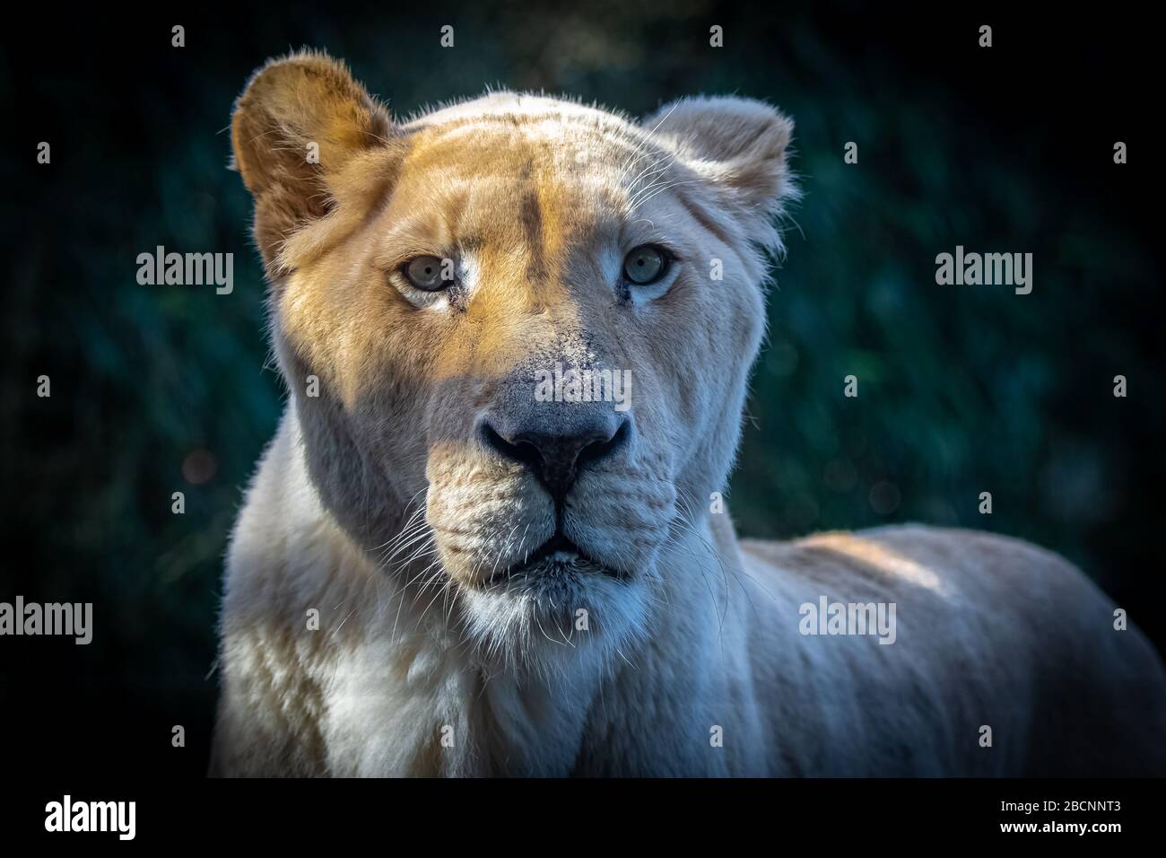 A lioness in the savannah, portrait Stock Photo - Alamy
