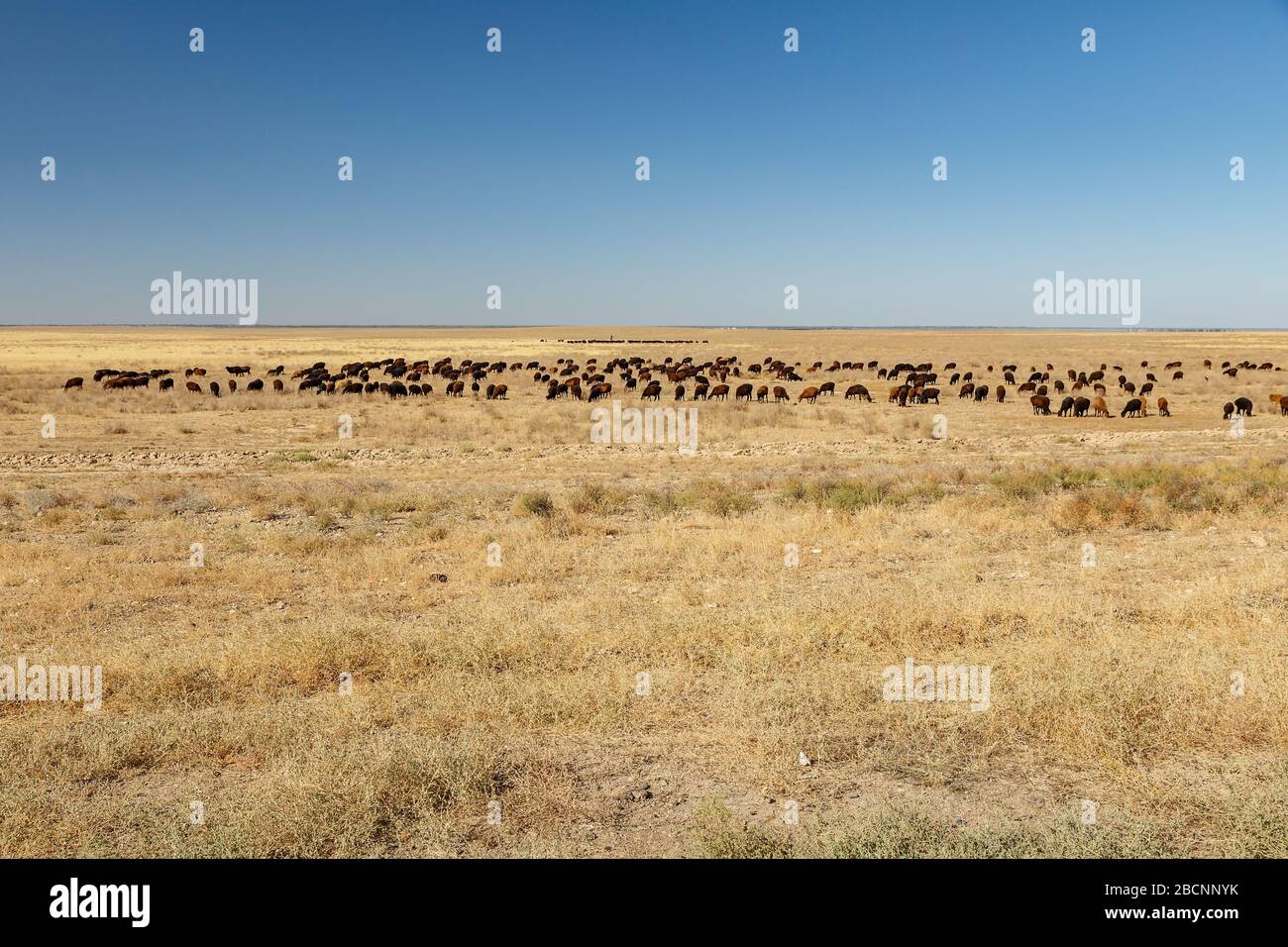 Horse farm in kazakhstan hi-res stock photography and images - Alamy
