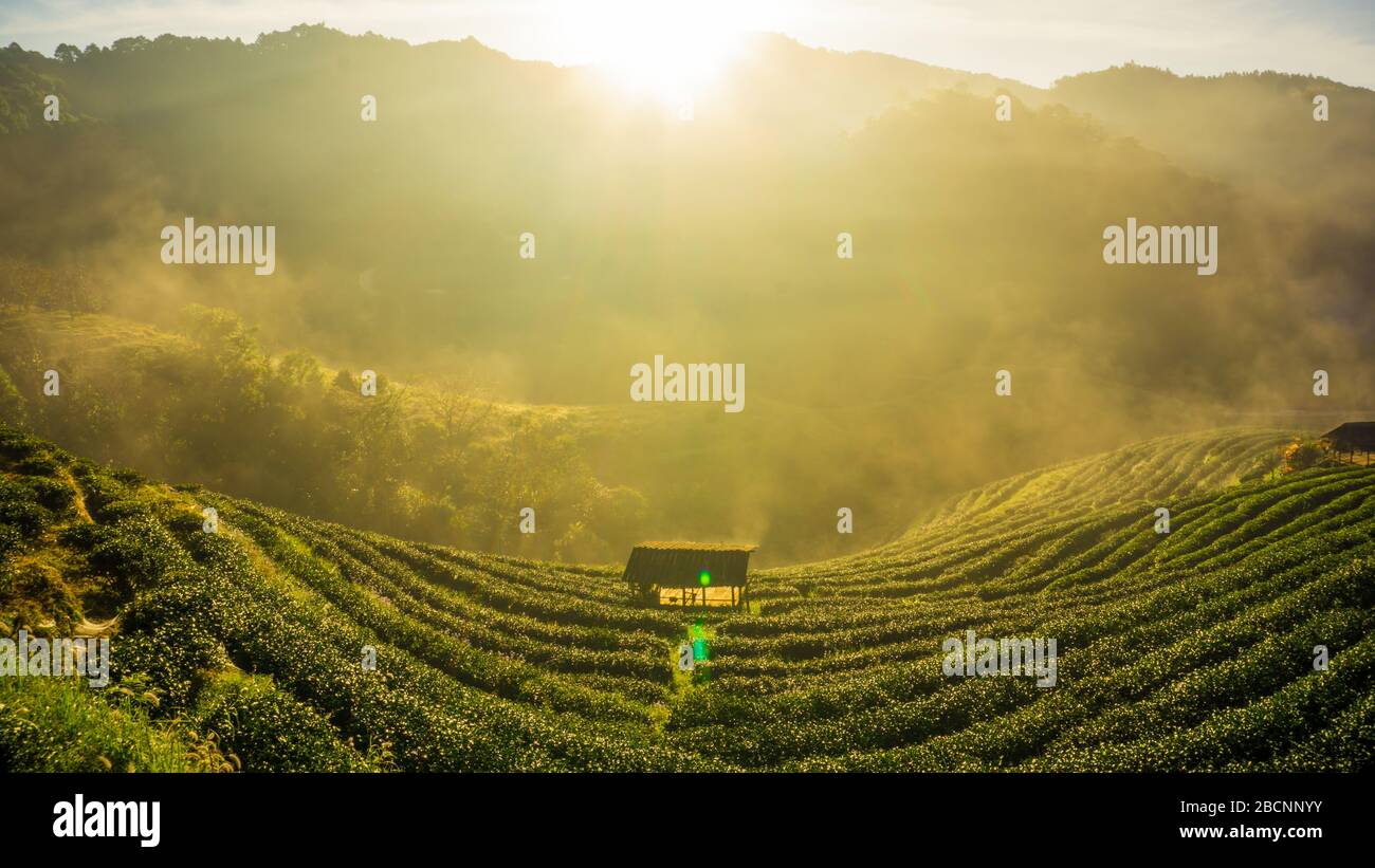 Tea plantation field sunrise with fog in morning, Agricultural industry ...