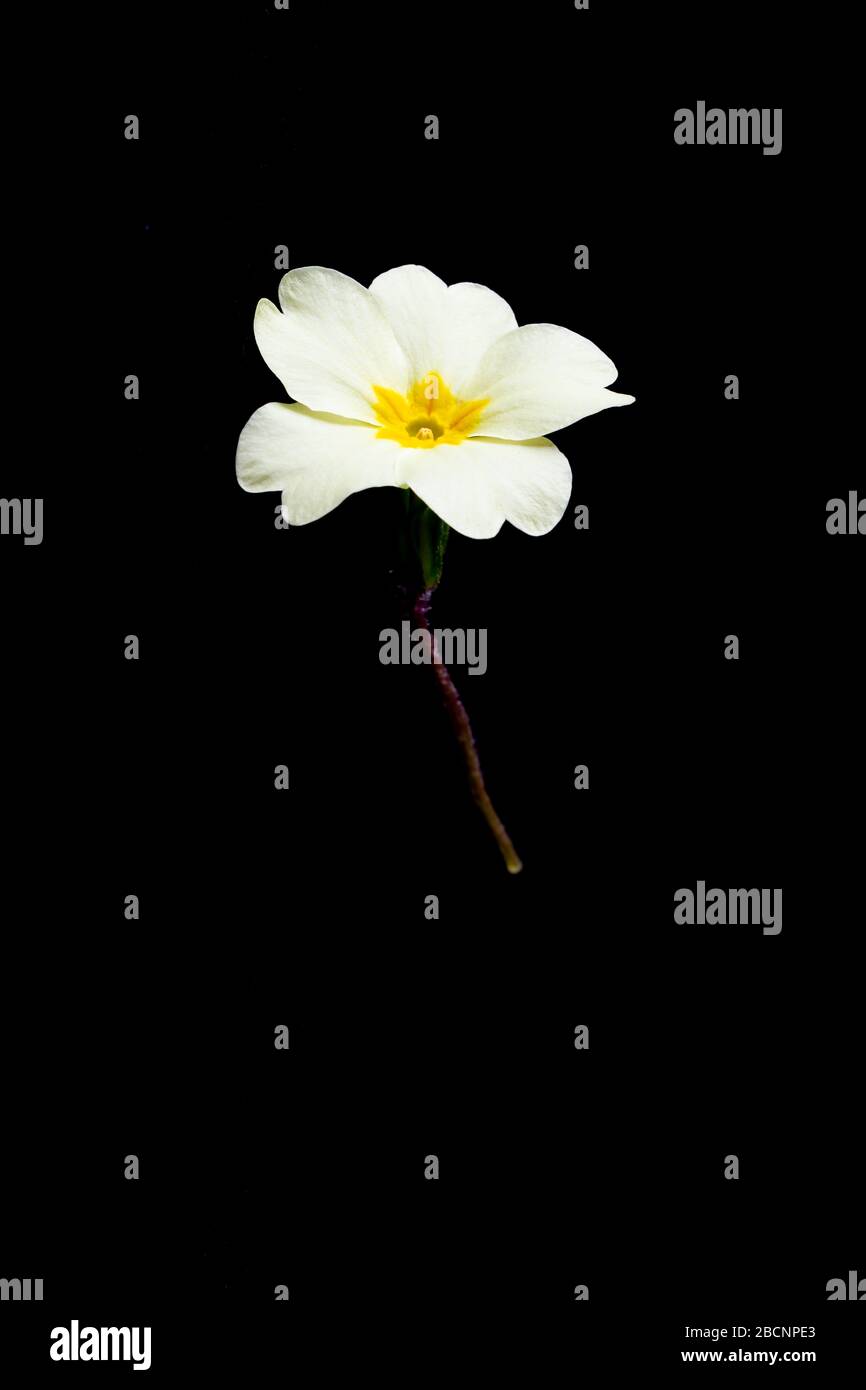 Primrose flower stem on a black background Stock Photo - Alamy