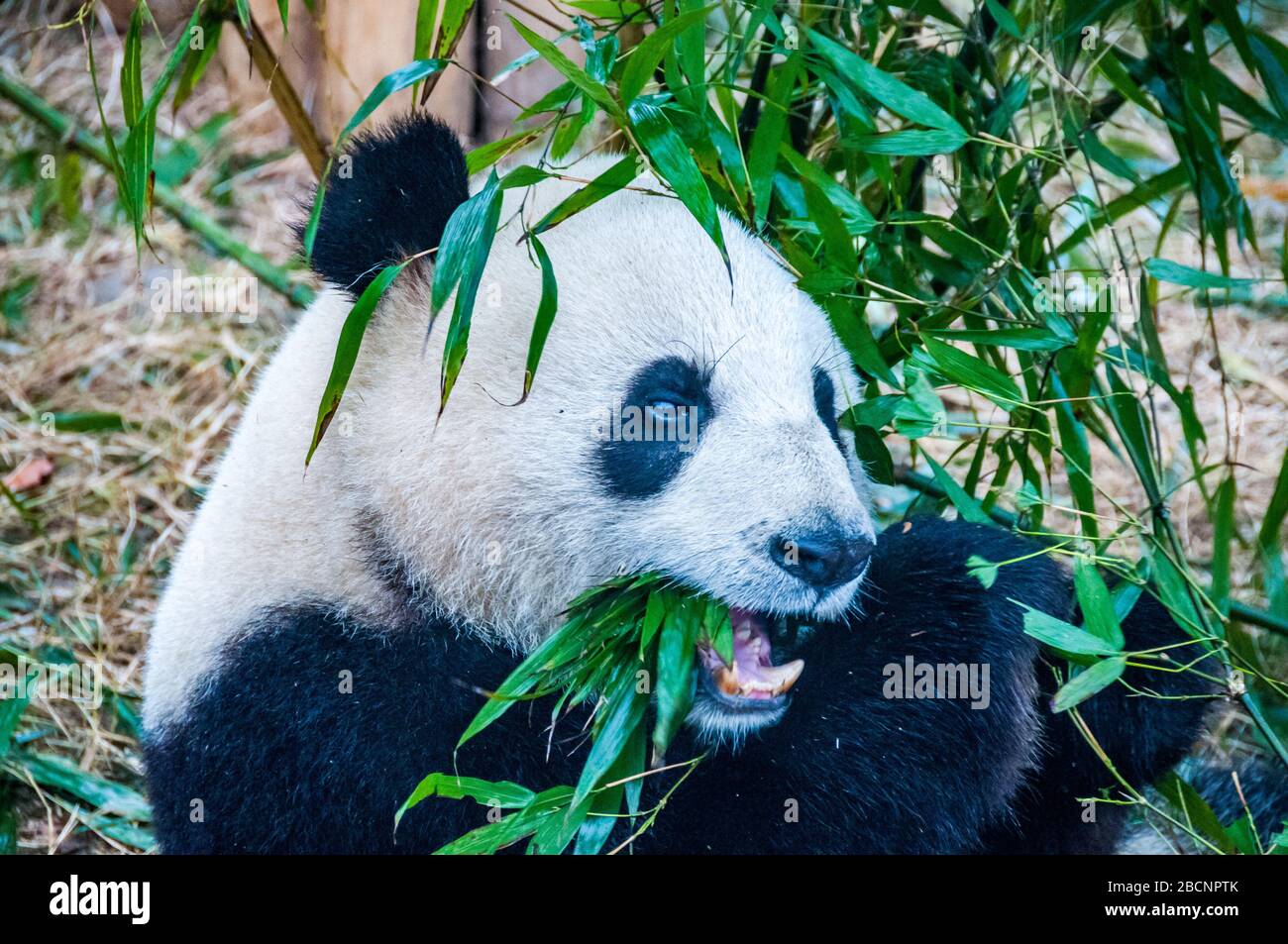A giant panda munching on bamboo at the Giant Panda Breeding Research ...