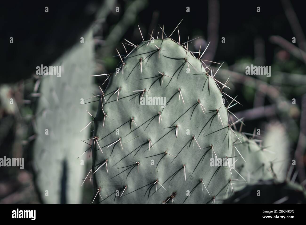 Sataf hi-res stock photography and images - Alamy