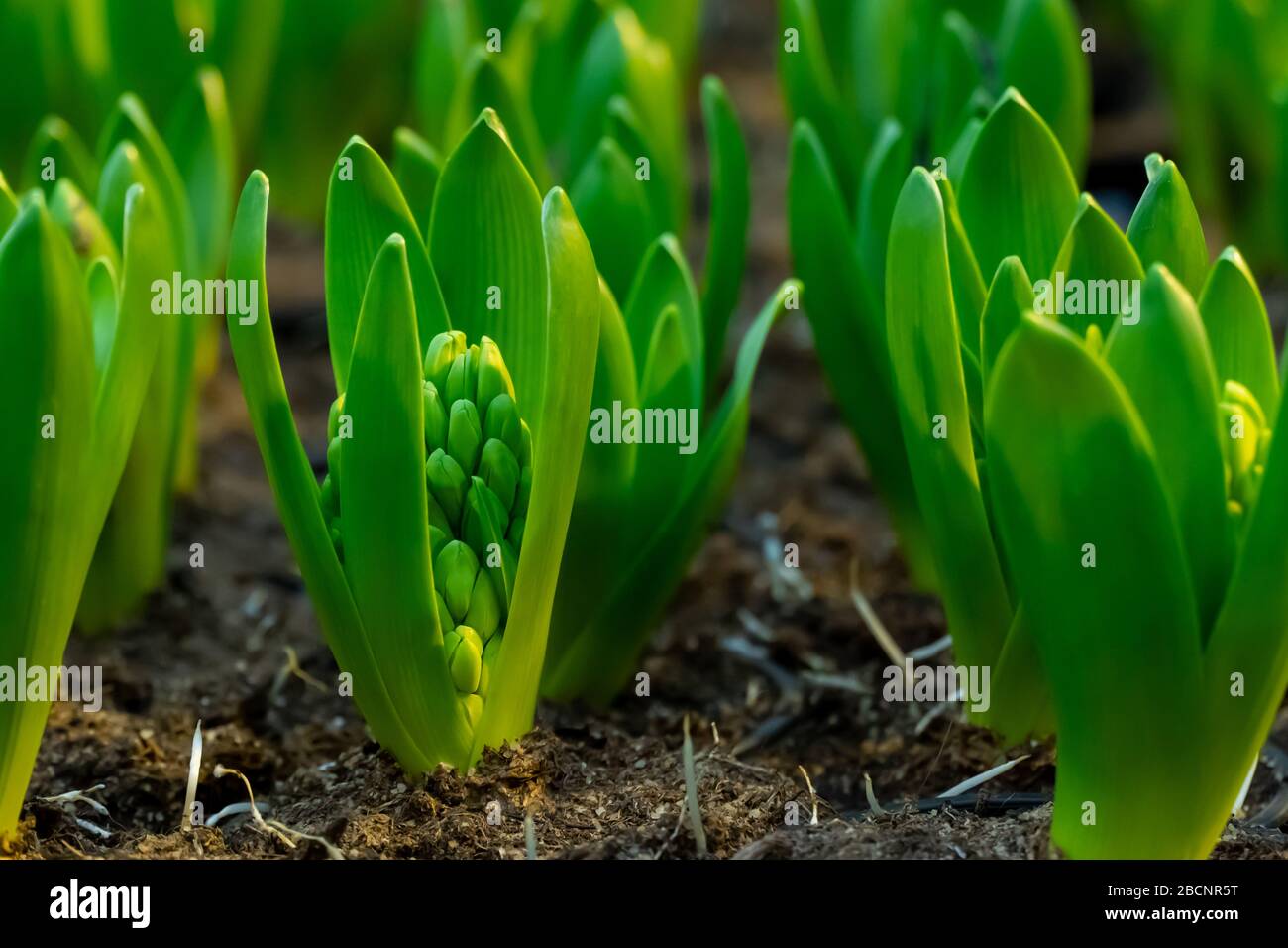 Moist soil background hi-res stock photography and images - Alamy
