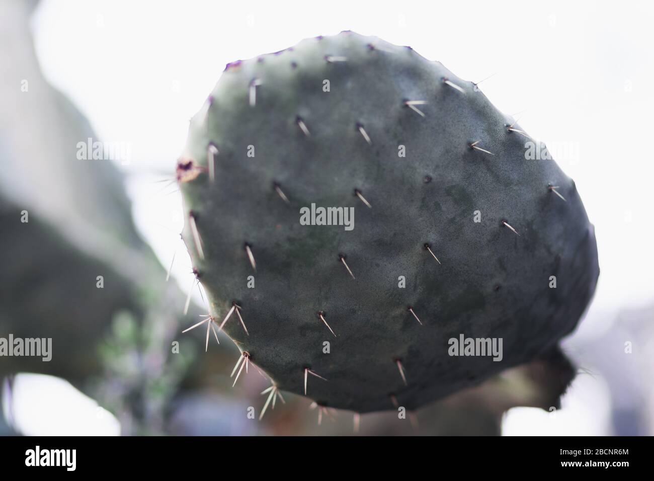 Sataf hi-res stock photography and images - Alamy