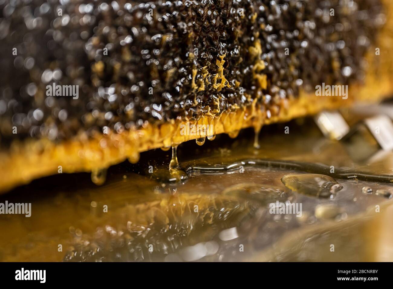 Glossy yellow golden honey comb reflection mirror sweet honey drips ...