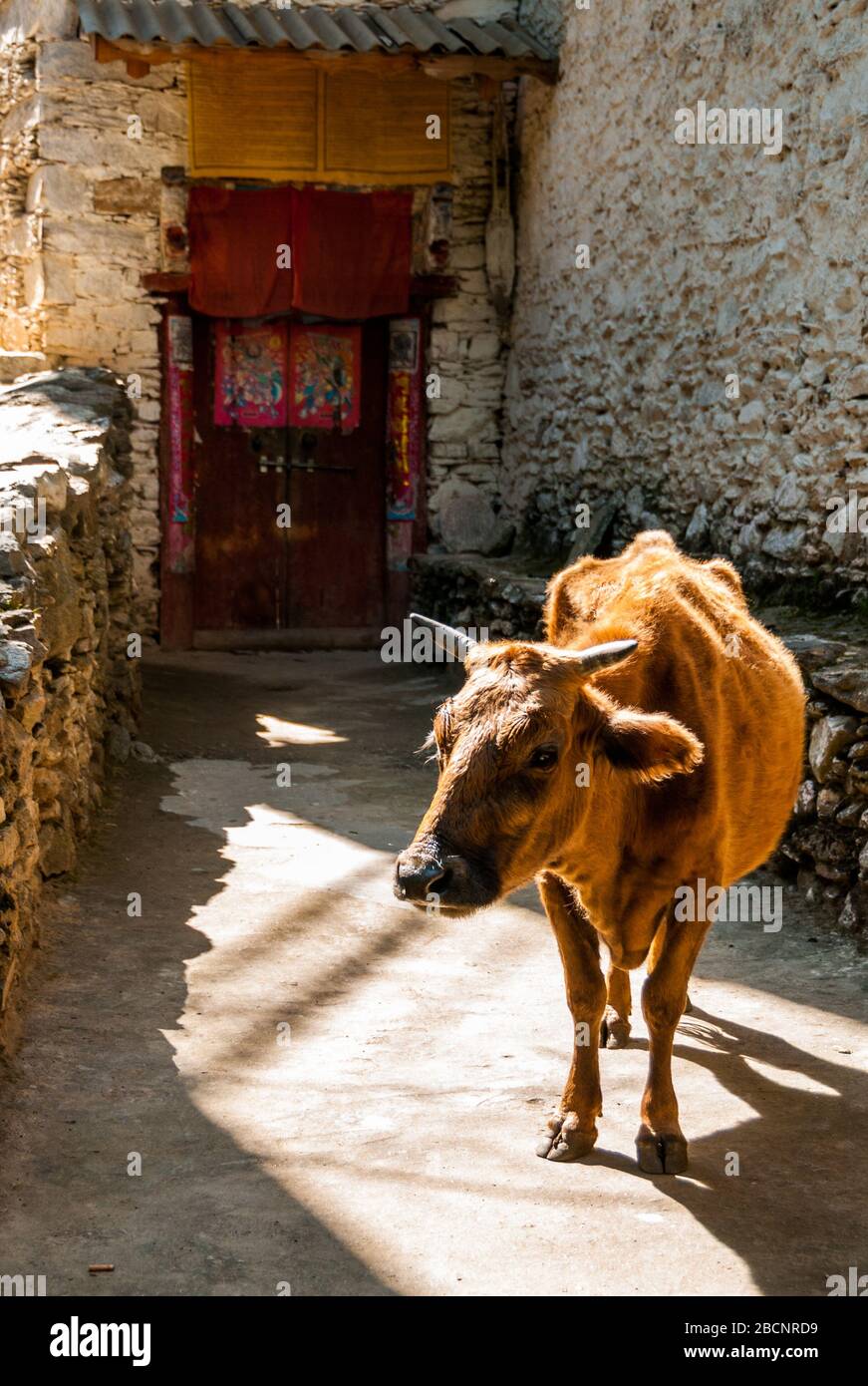 Tibetan cow hi-res stock photography and images - Alamy