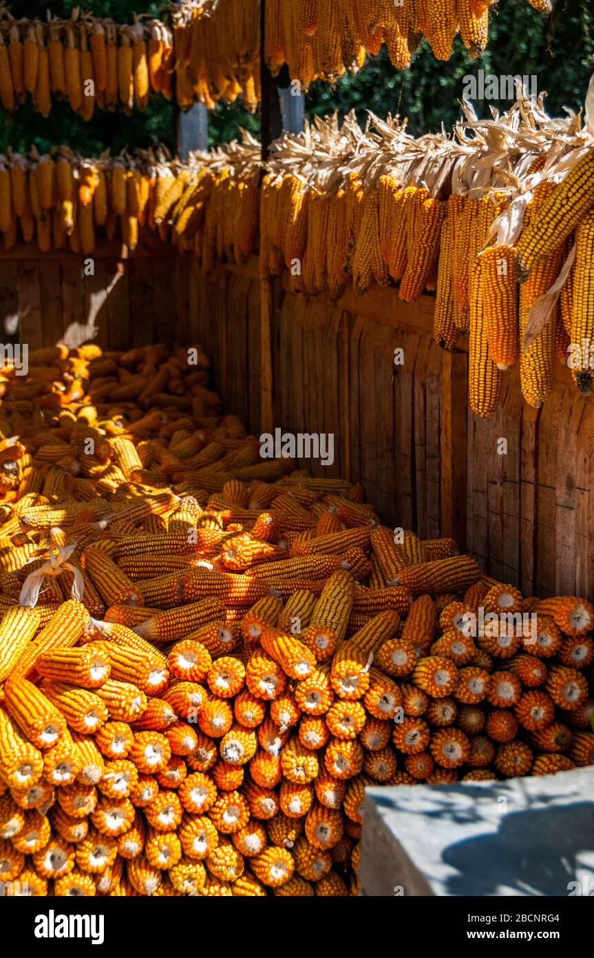 Corn drying on a roof in the Tibetan village of Suopo in the former ...